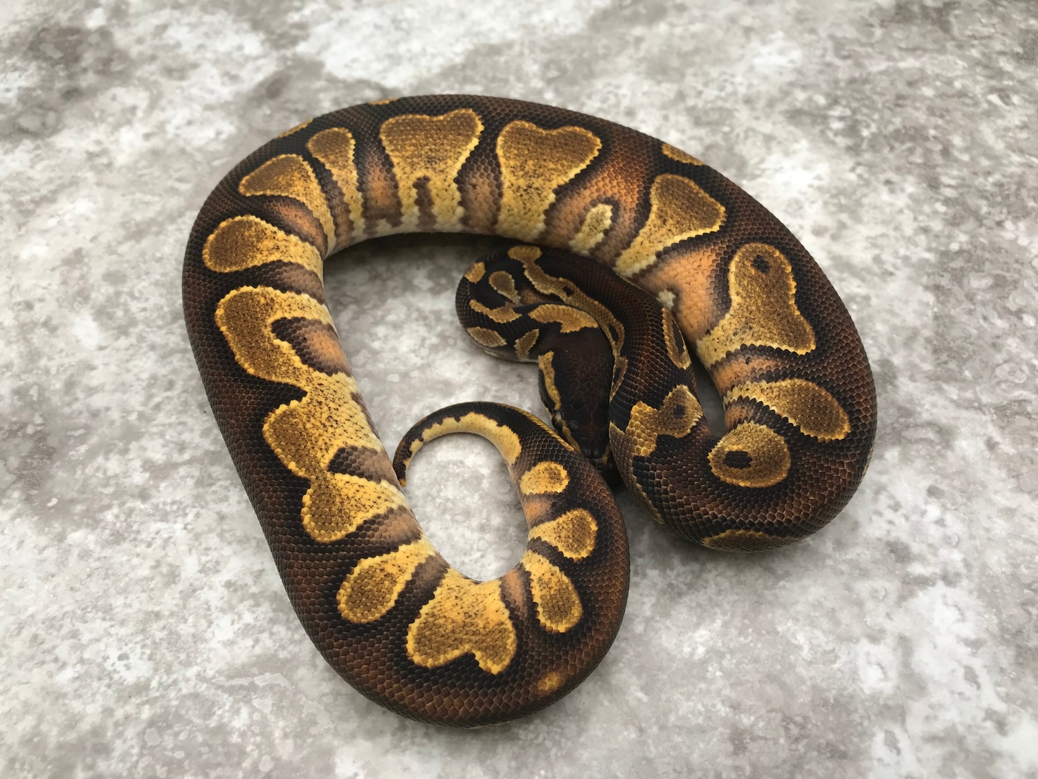 Blackhead Enchi Asphalt Ball Python by TallGrass Reptiles - MorphMarket