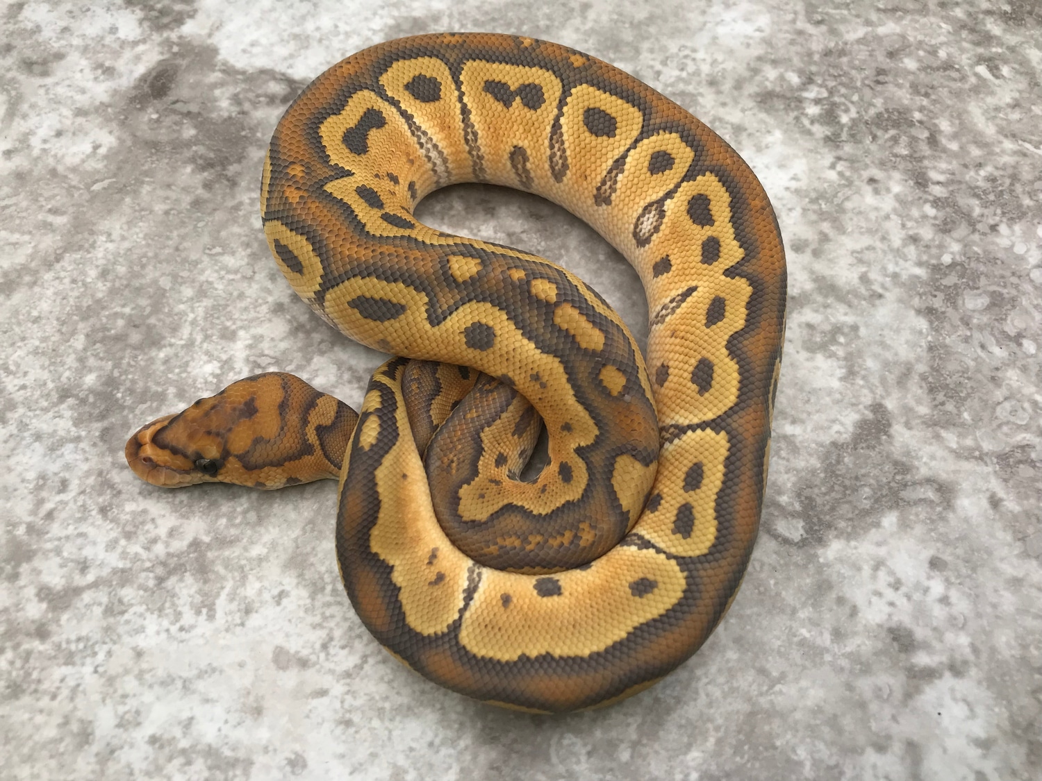 Hypo Clown Ball Python by TallGrass Reptiles - MorphMarket