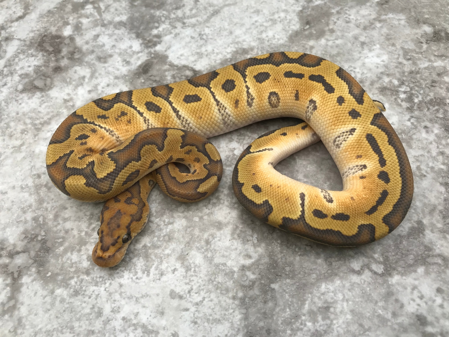 Hypo Clown Ball Python by TallGrass Reptiles - MorphMarket