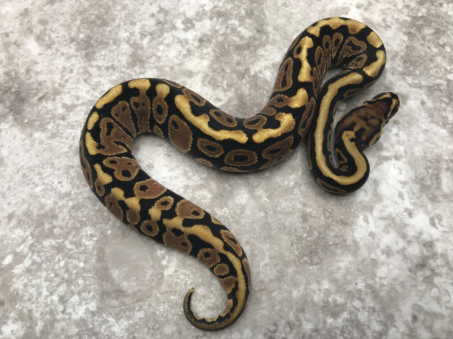 Spotnose Het Clown Ball Python by TallGrass Reptiles - MorphMarket