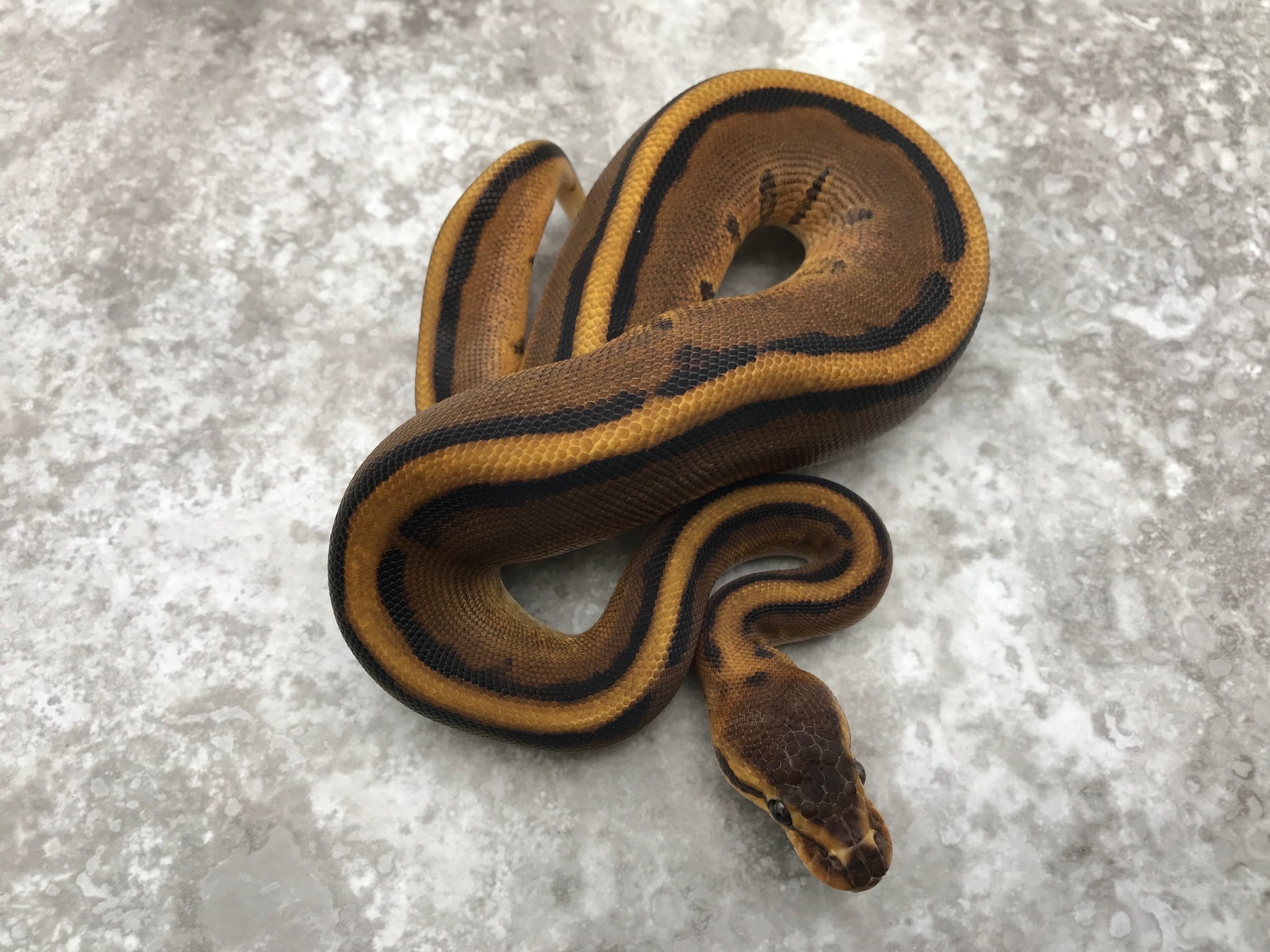 Genetic Stripe Pos. Het Hypo Ball Python by TallGrass Reptiles ...
