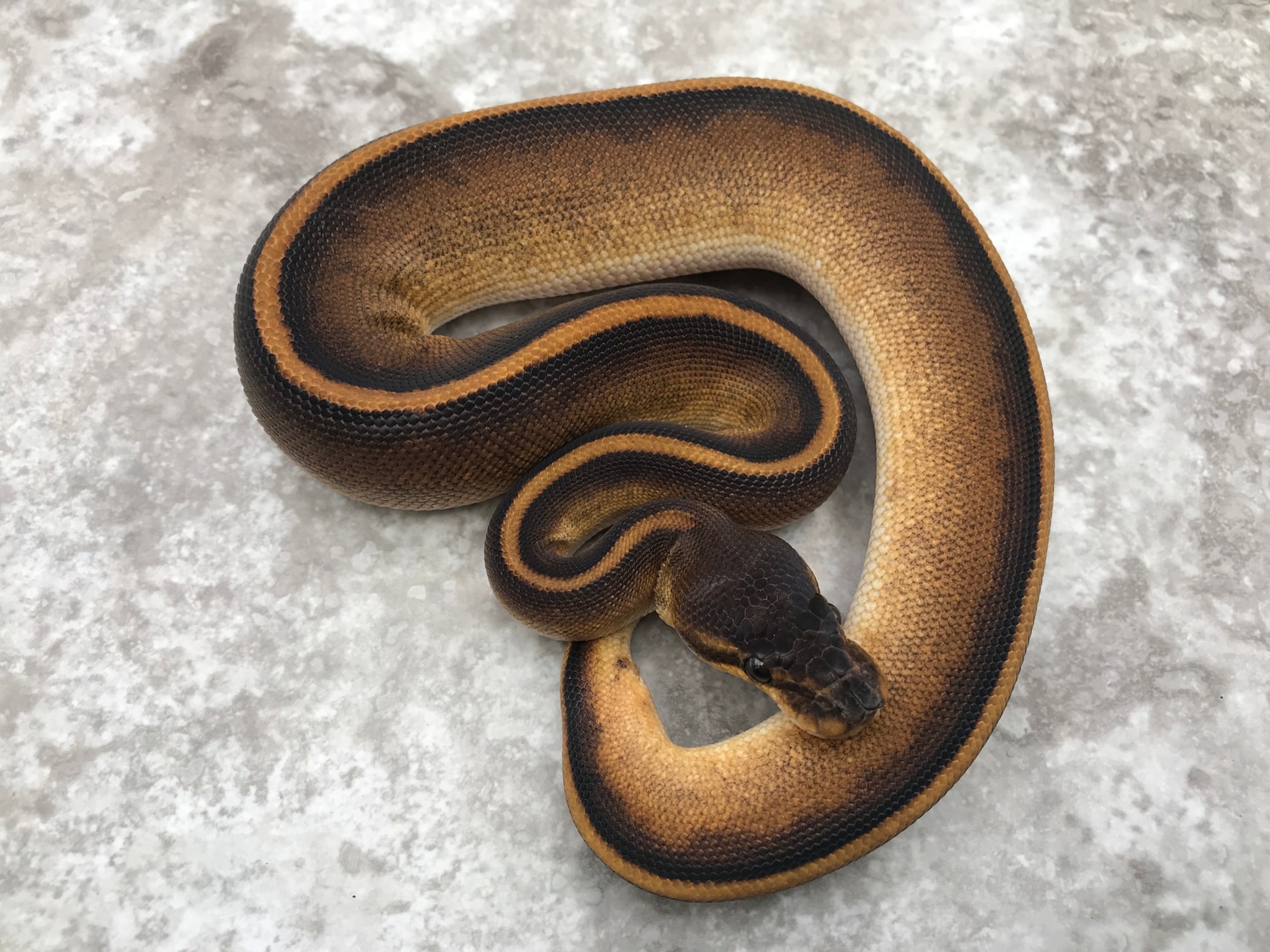 Blackhead Genetic Stripe Pos. Het Hypo Ball Python by TallGrass ...