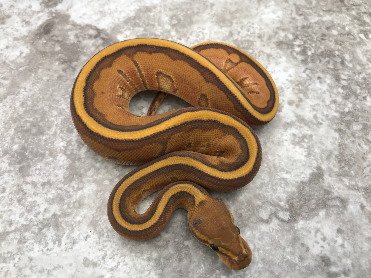 Hypo Genetic Stripe Ball Python by TallGrass Reptiles - MorphMarket