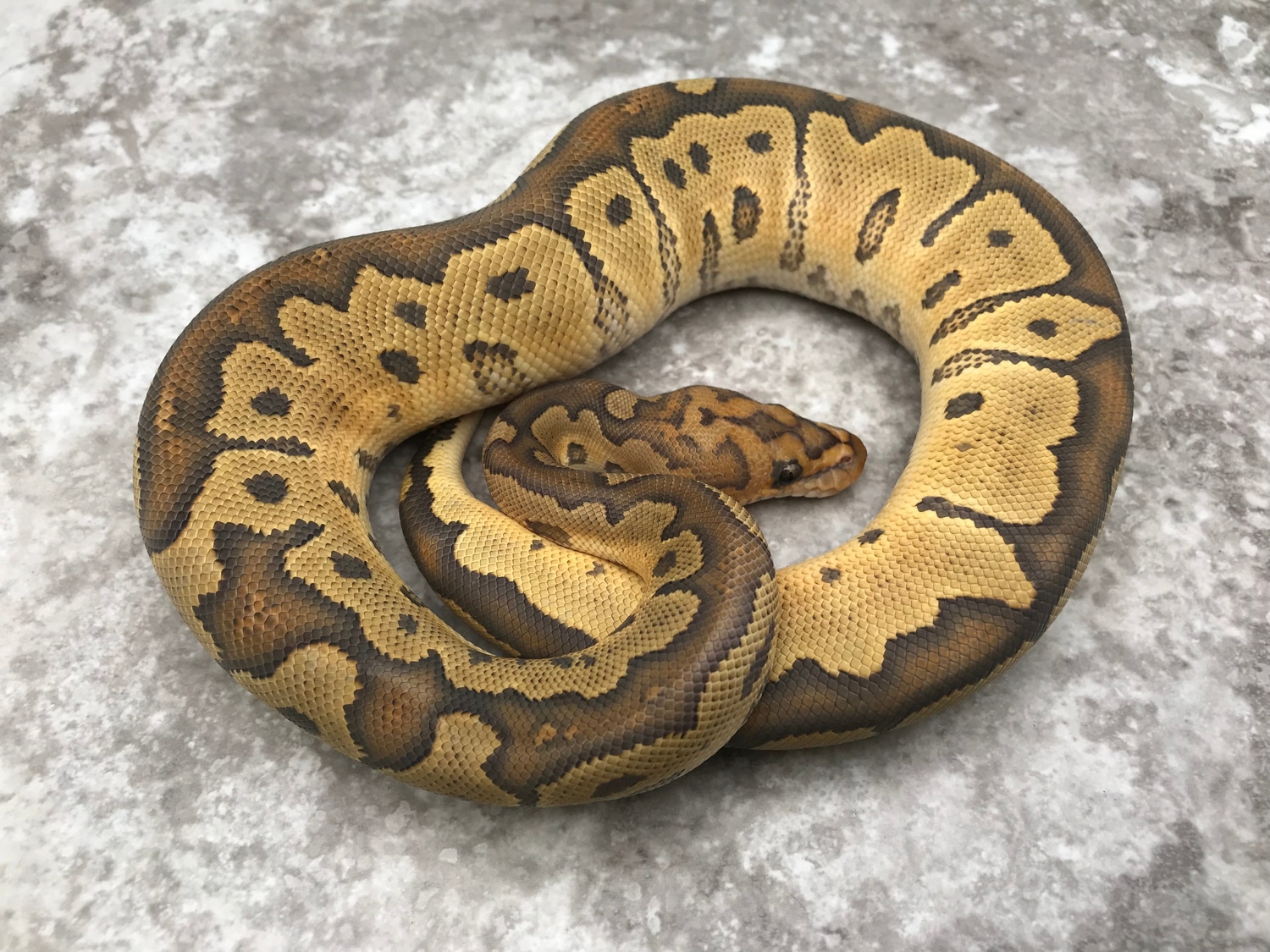 Hypo Clown Ball Python by TallGrass Reptiles - MorphMarket