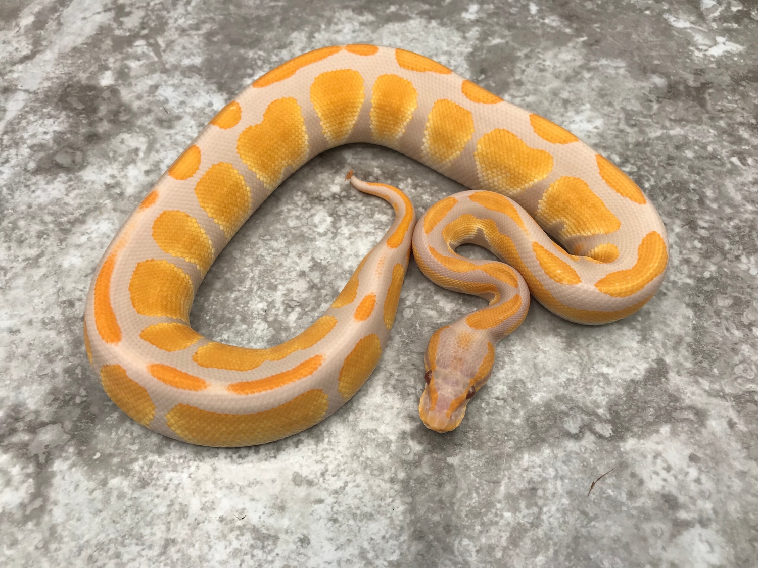 Blackhead Lavender Het Clown Ball Python by TallGrass Reptiles ...