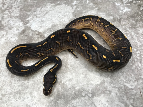 Super Asphalt Black Head Ball Python by TallGrass Reptiles
