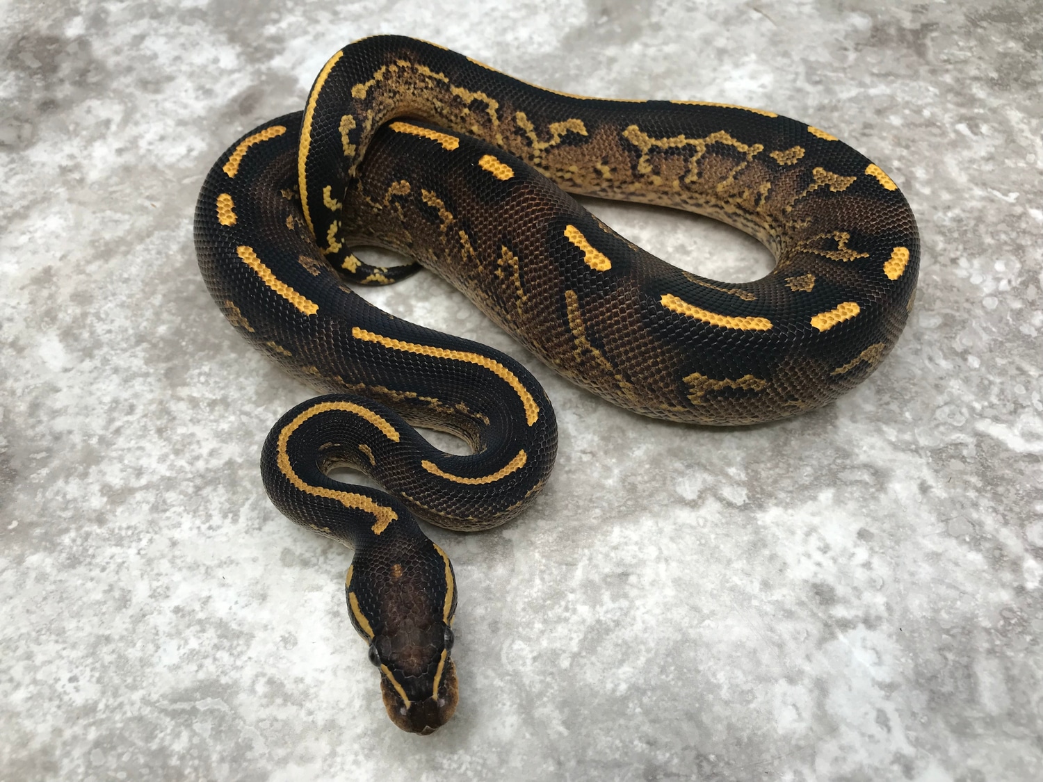 Super Asphalt Blackhead Ball Python by TallGrass Reptiles - MorphMarket