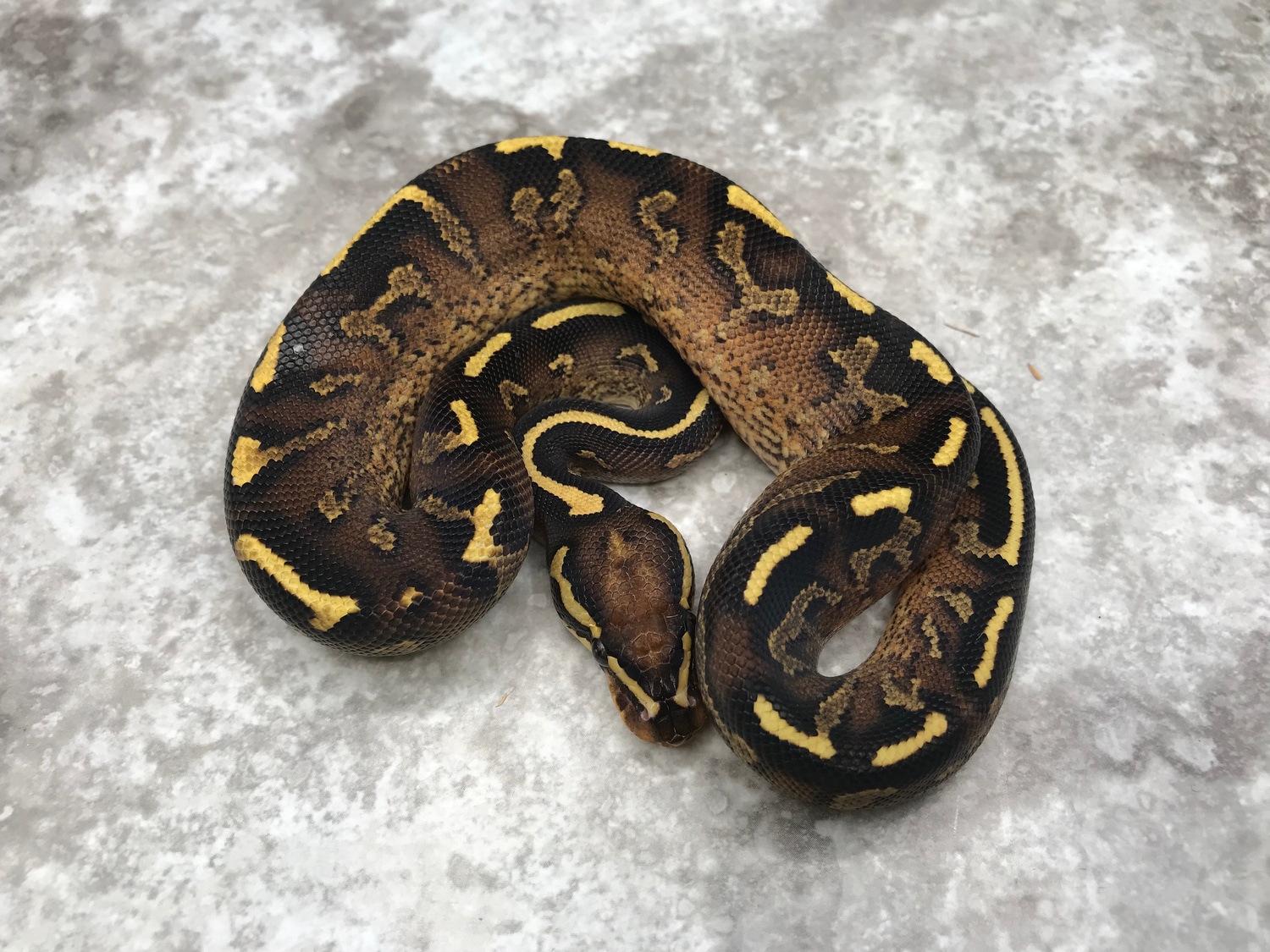Super Asphalt Ball Python by TallGrass Reptiles - MorphMarket