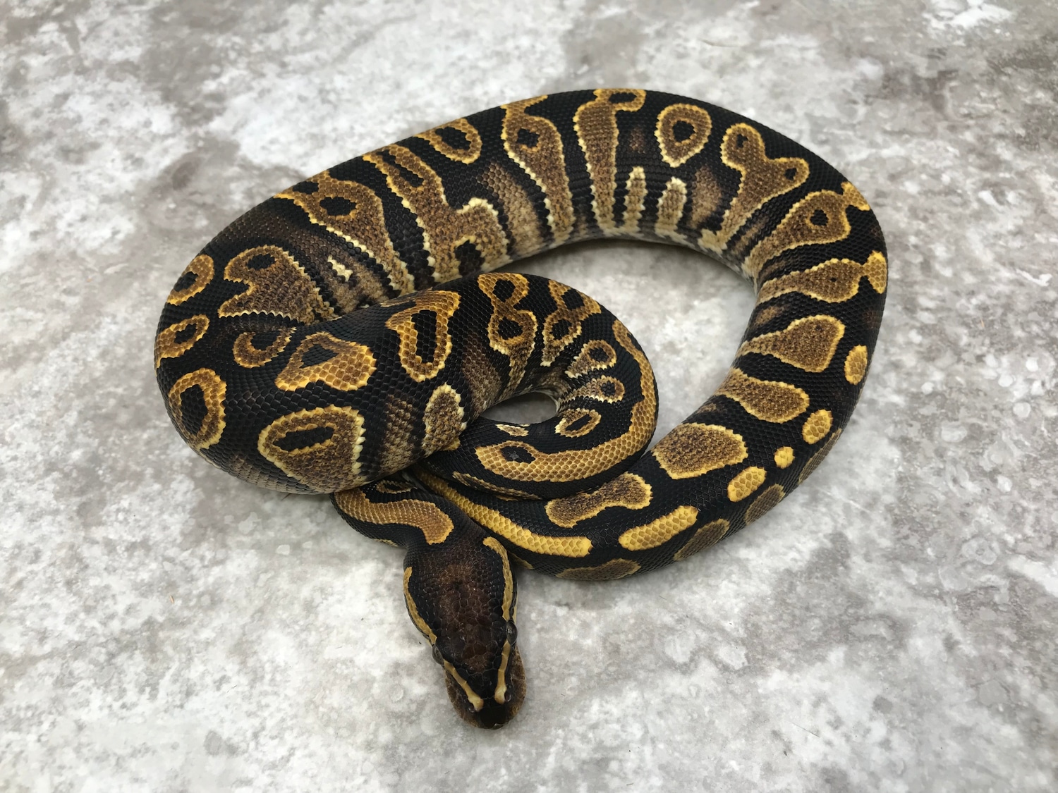 Asphalt Ball Python by TallGrass Reptiles - MorphMarket