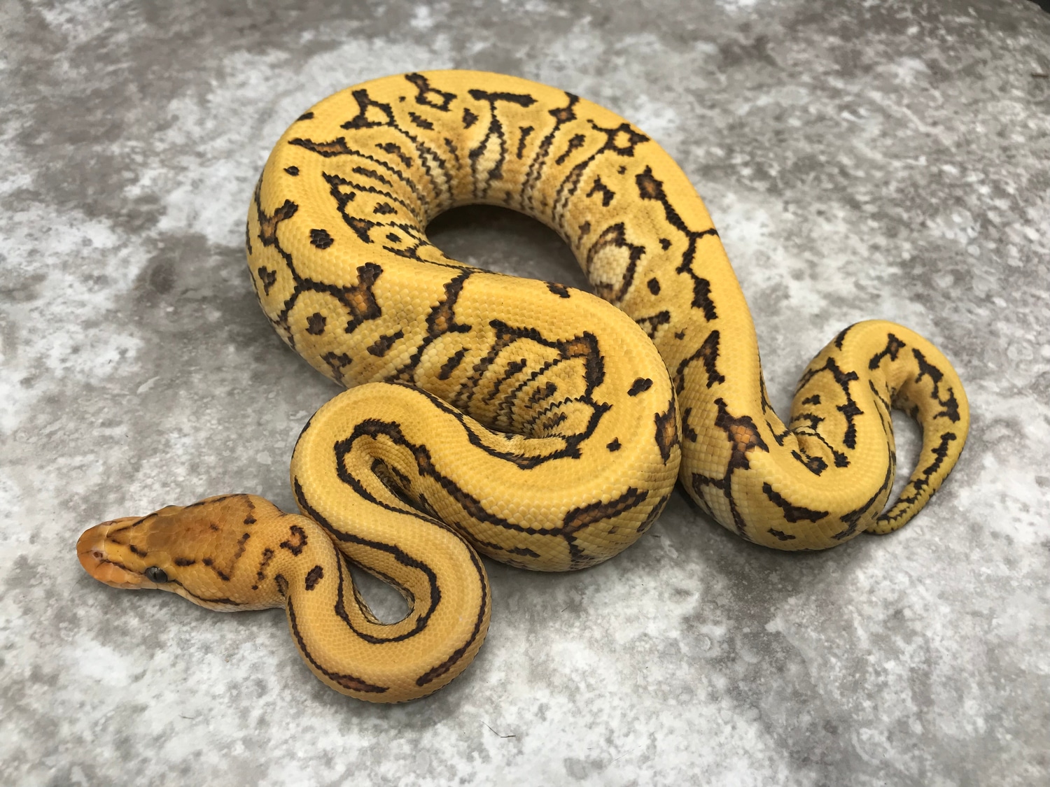 Pinstripe Yellowbelly Crypton Desert Ghost Ball Python by TallGrass ...