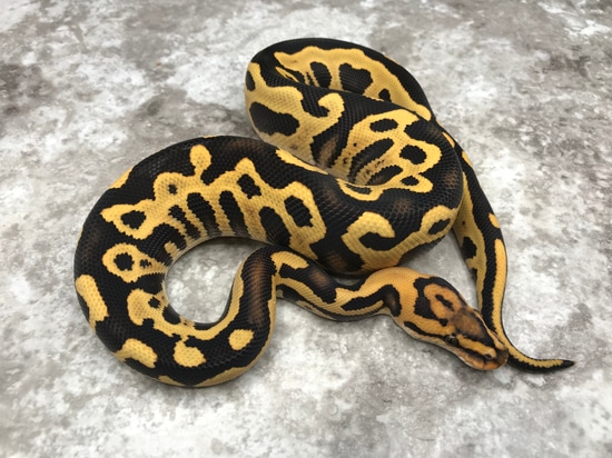 Leopard Yellowbelly Crypton Desert Ghost Ball Python by TallGrass Reptiles