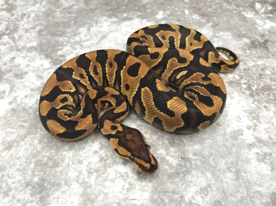 Yellowbelly Crypton Het Desert Ghost Ball Python by TallGrass Reptiles
