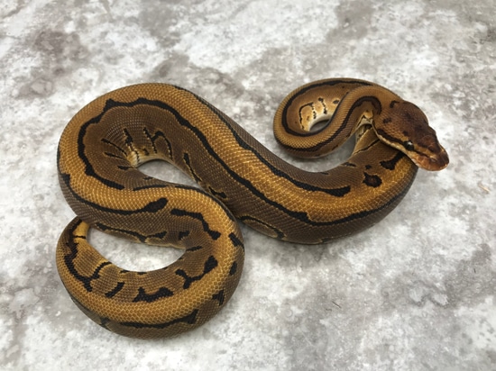 Leopard Yellowbelly Pinstripe Het Desert Ghost 66% Het Clown Or Cryptic ...