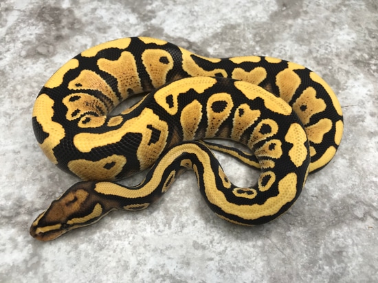 Yellow Belly Desert Ghost Het Clown OR Het Cryptic Ball Python by ...