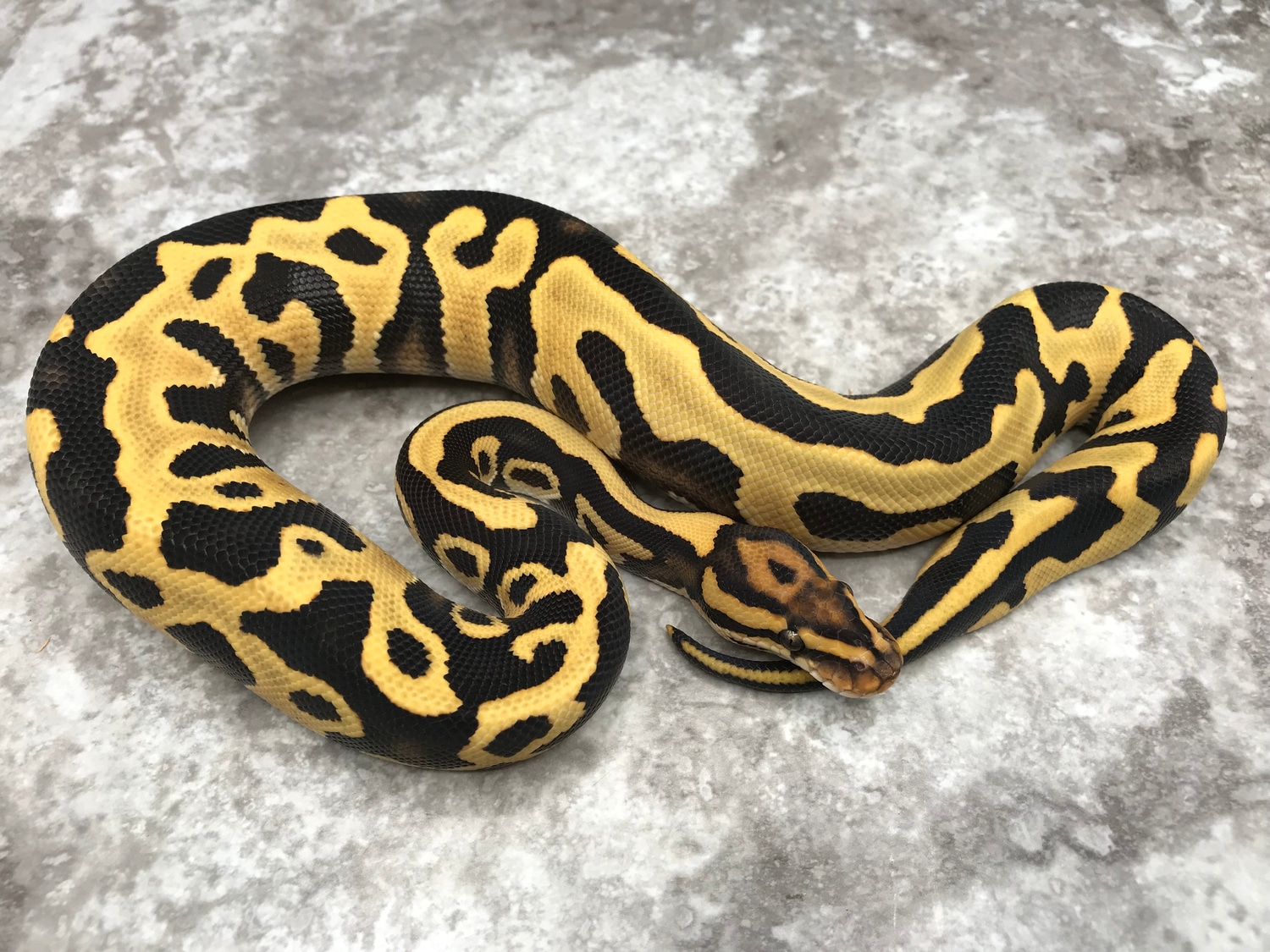 Leopard Yellow Belly Desert Ghost Het Clown OR Het Cryptic Ball Python ...