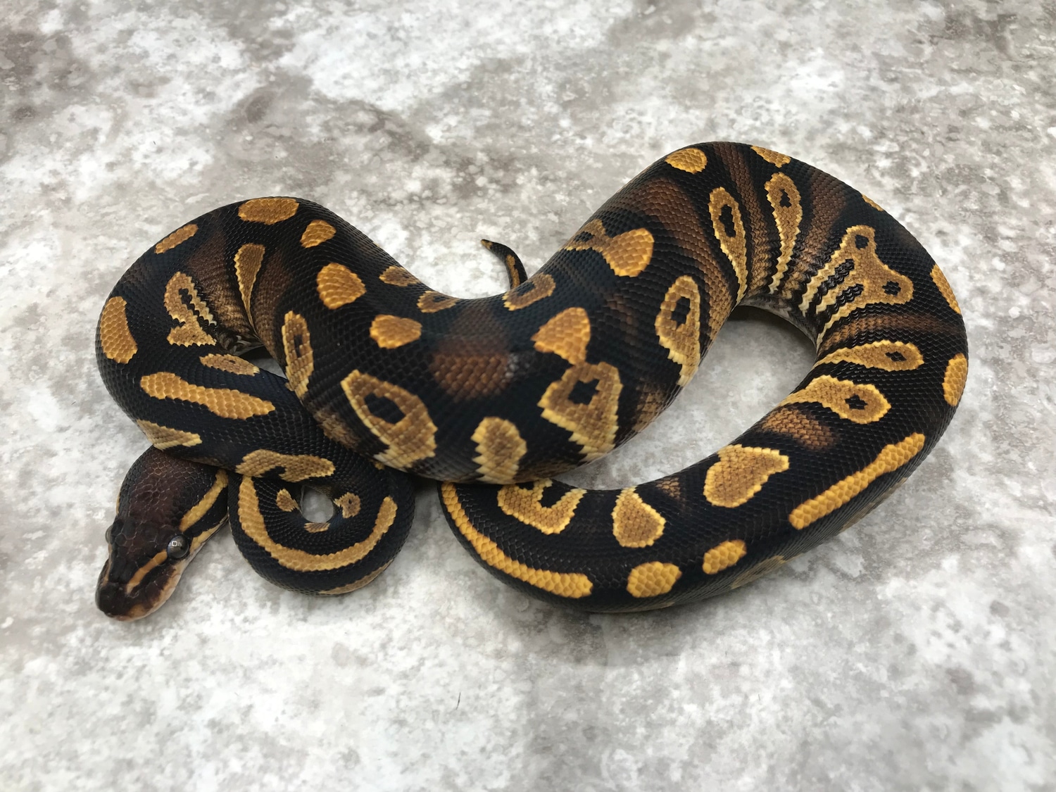 Blackhead Asphalt Het Clown Ball Python by TallGrass Reptiles - MorphMarket