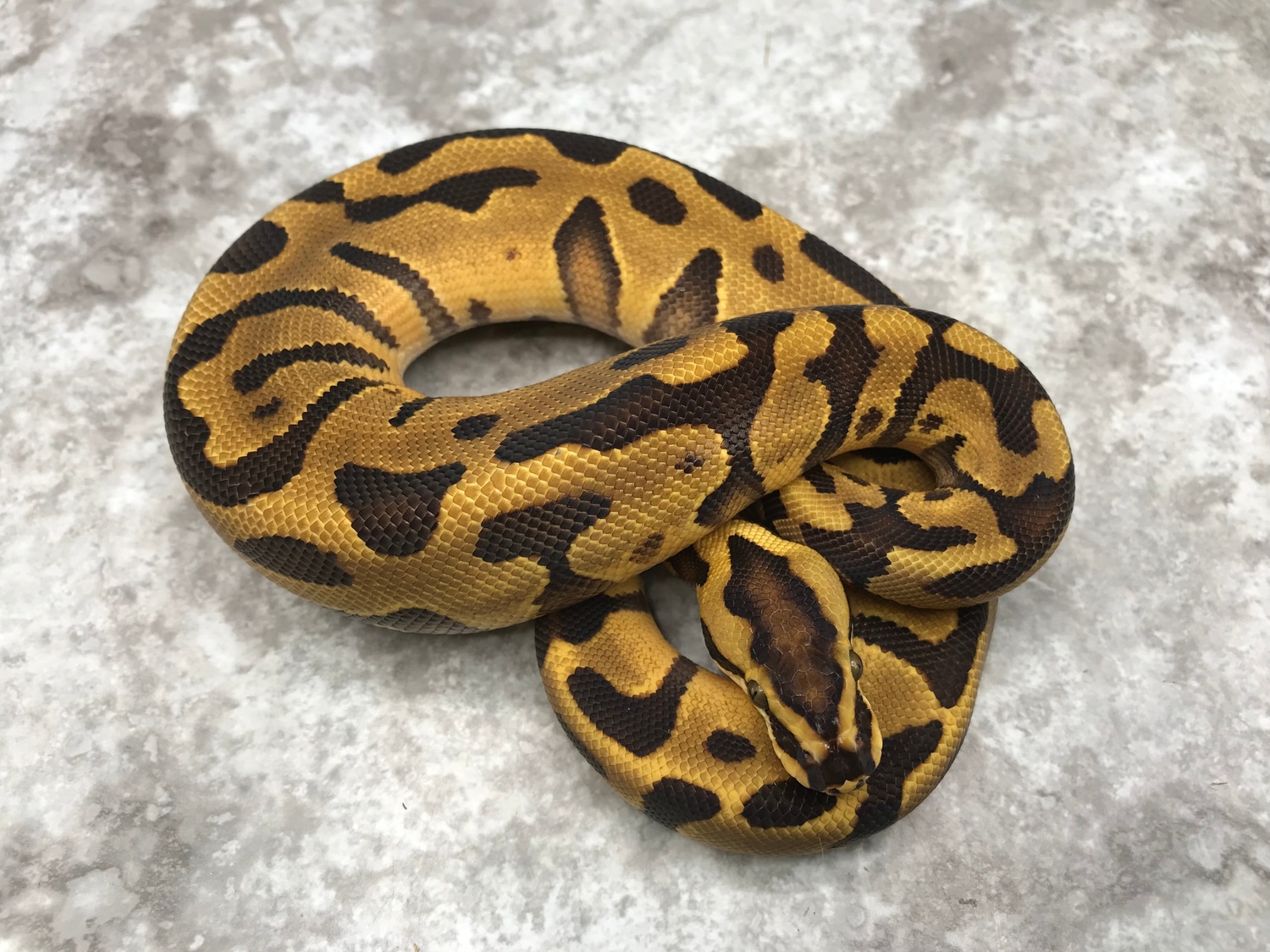 Leopard Enchi Blade Vanilla Het Clown Ball Python by TallGrass Reptiles ...
