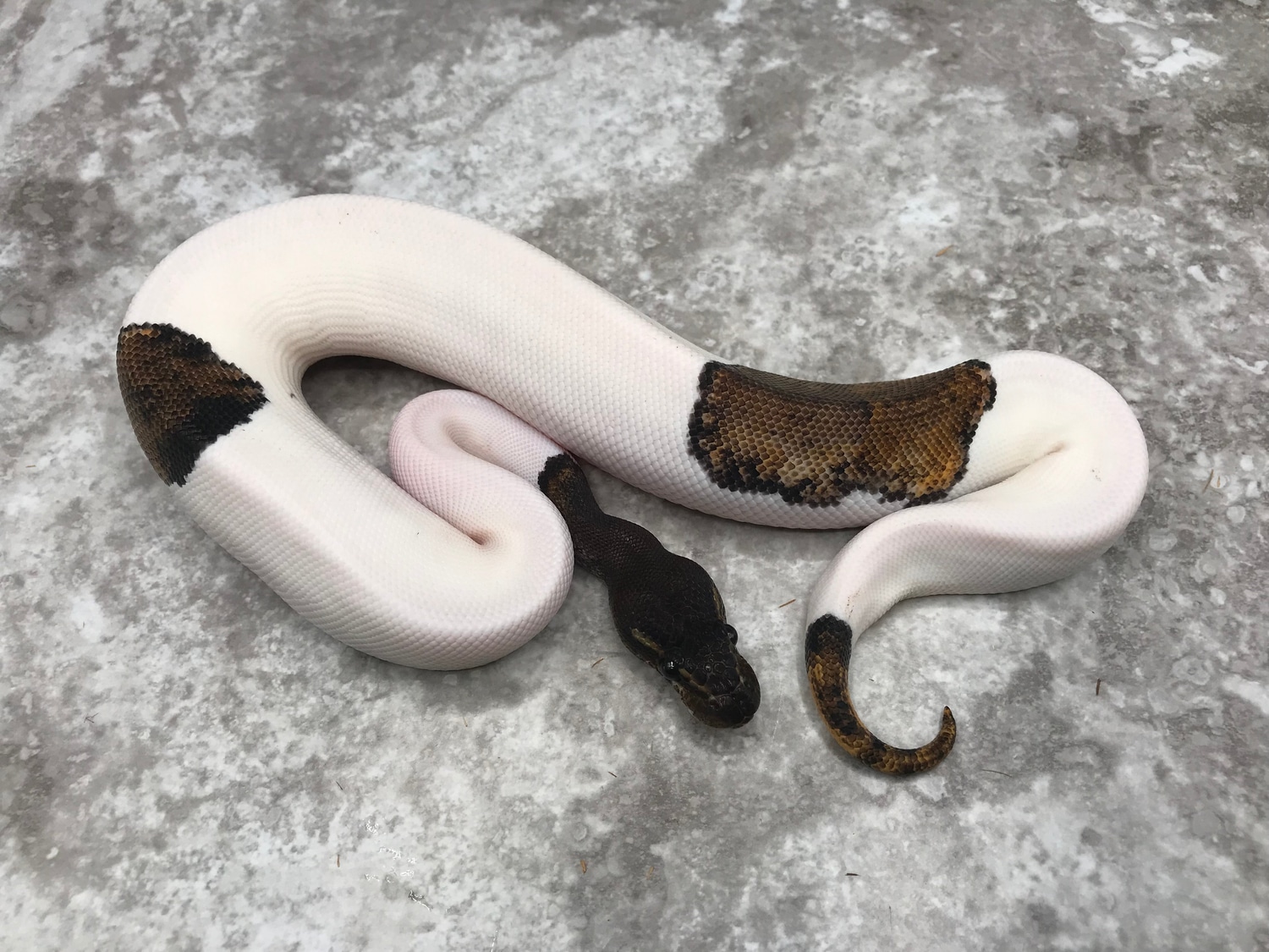 Super Blackhead Pastel Pied 50% Pos Het Lavender Ball Python by ...