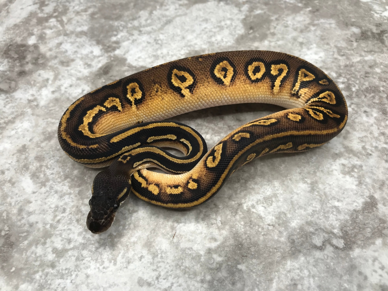 Super Black Head Pastel 66% Pos Het Pied 50% Pos Het Lavender Ball ...