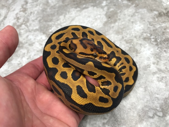 Leopard Yellowbelly Crypton Het Desert Ghost Ball Python by TallGrass ...