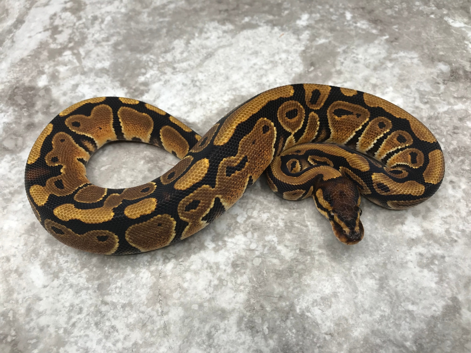 Het Desert Ghost 66% Pos Het Clown OR Cryptic Ball Python by TallGrass ...