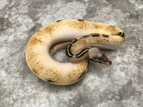Pastel Freeway Ball Python by TallGrass Reptiles