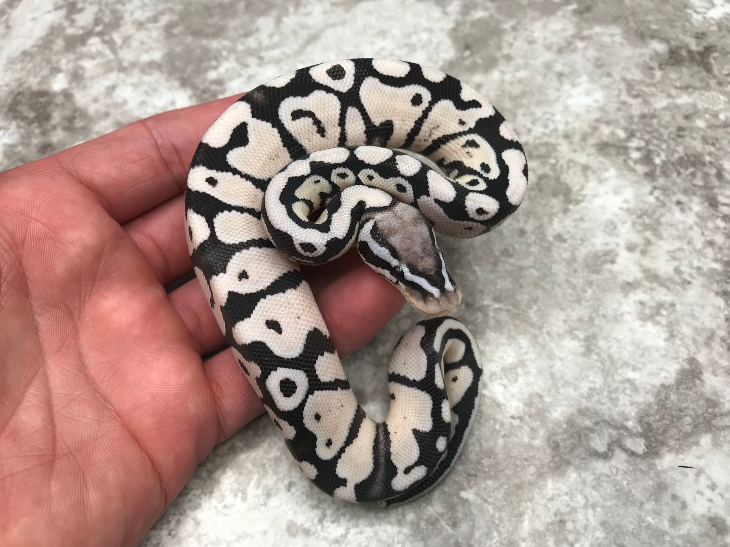 Pastel Desert Ghost TSK Axanthic Ball Python by TallGrass Reptiles ...