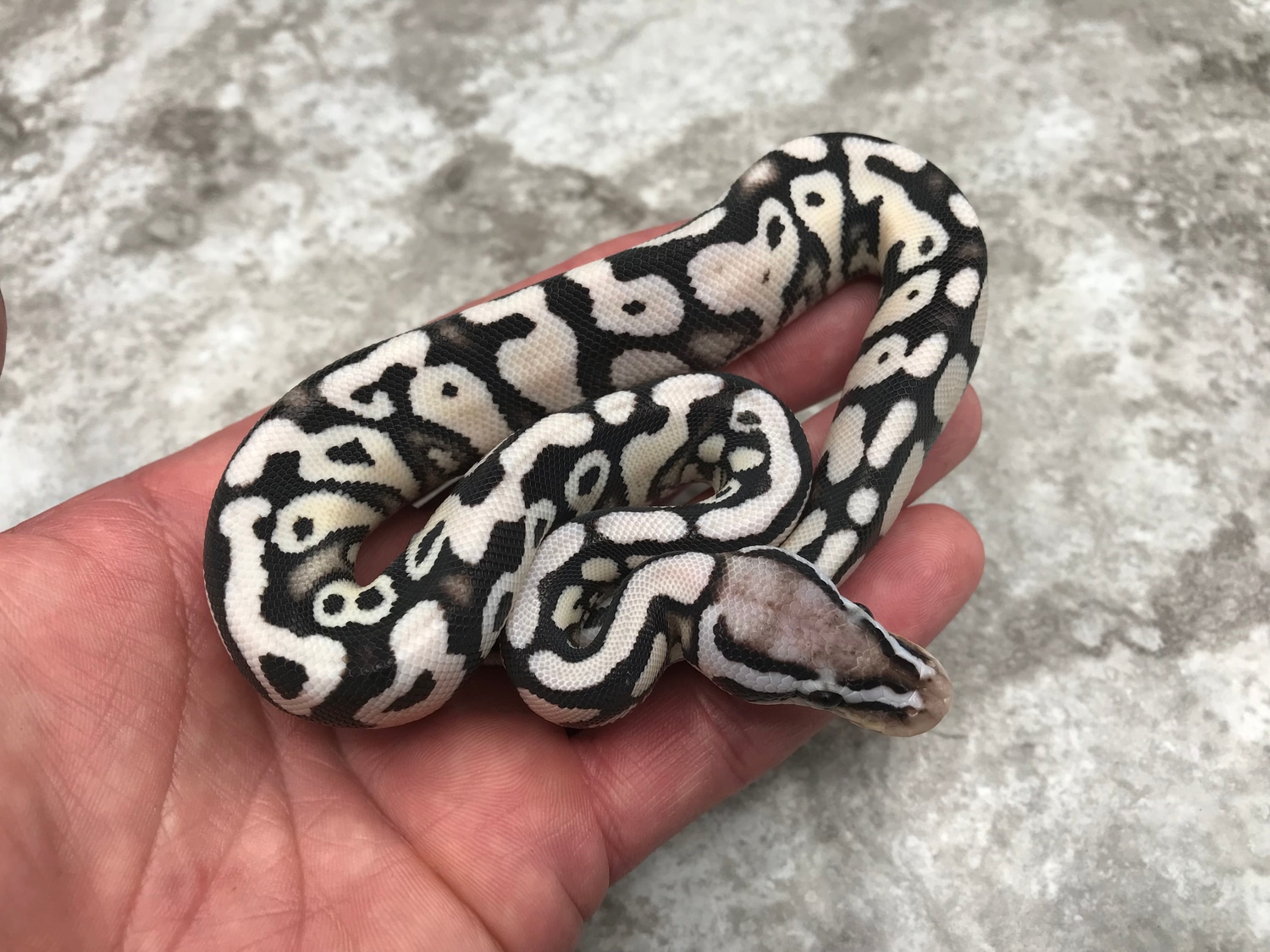 Pastel Yellow Belly Desert Ghost TSK Axanthic Ball Python by TallGrass Reptiles - MorphMarket