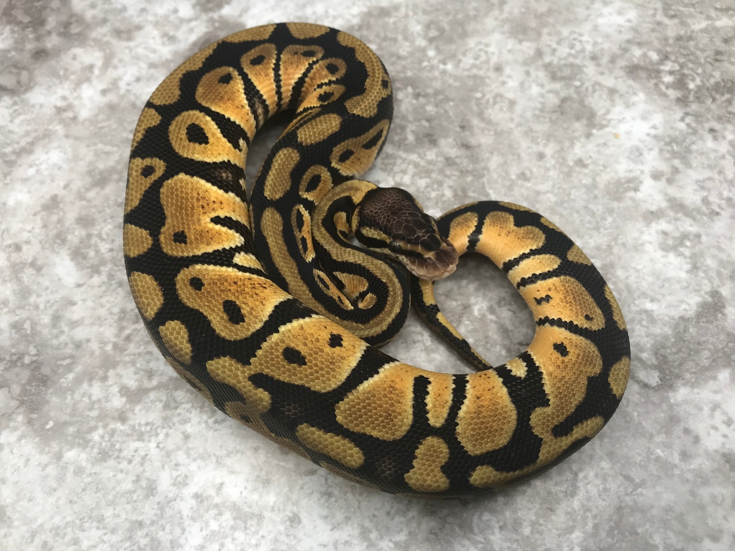 Pastel DH Clown/Desert Ghost Ball Python by TallGrass Reptiles ...