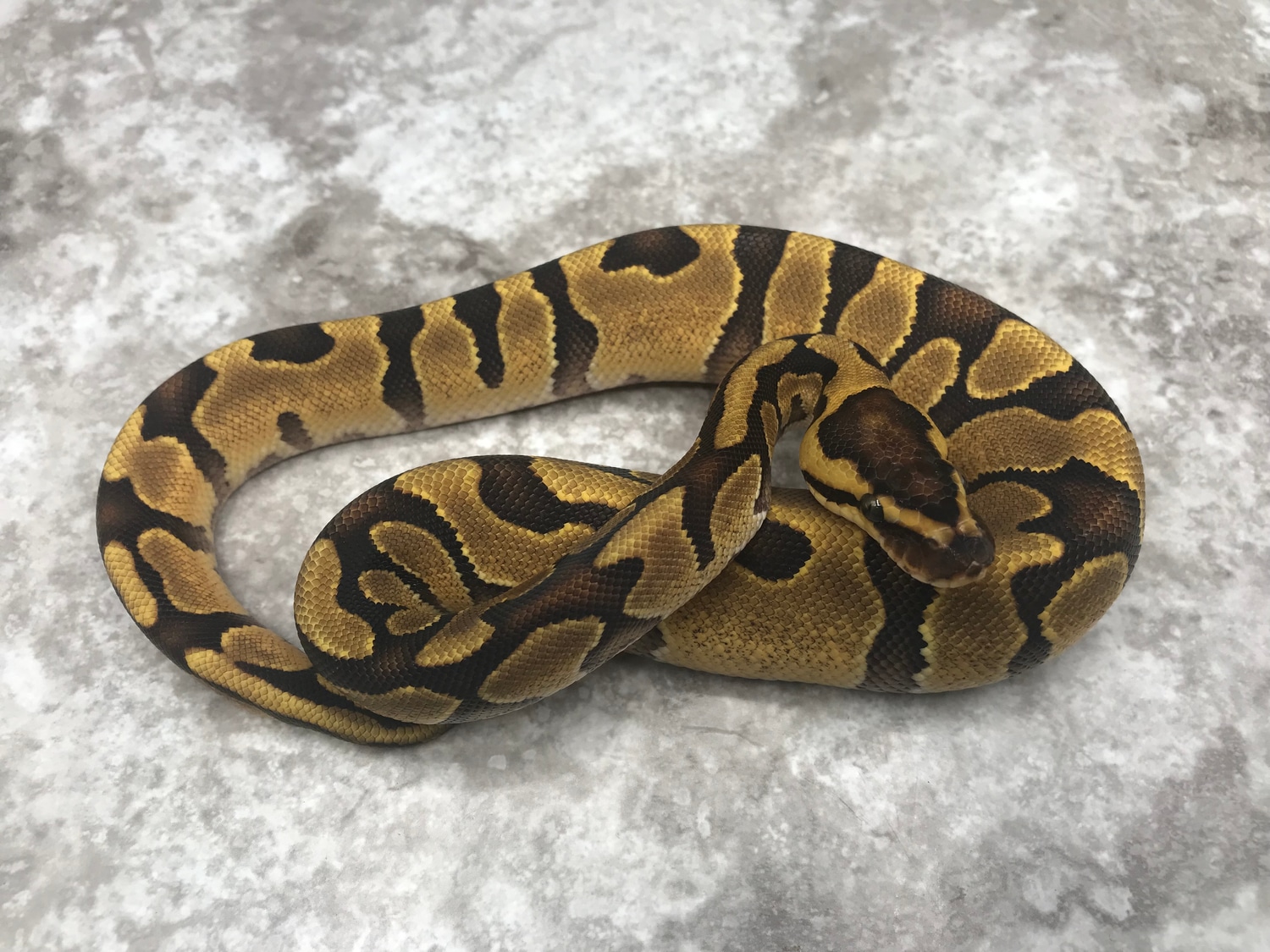 Super Enchi Asphalt Het Clown Ball Python by TallGrass Reptiles ...