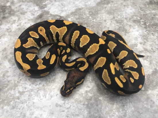 Black Head Yellow Belly Desert Ghost Ball Python by TallGrass Reptiles
