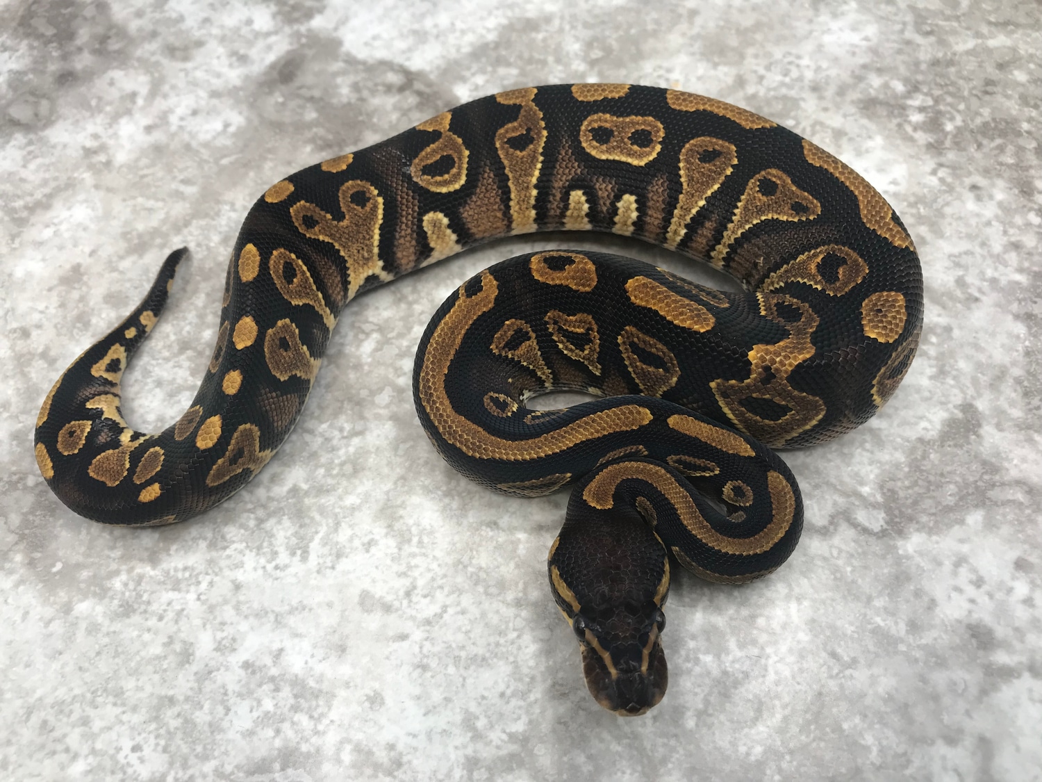 Black Head Asphalt Het Clown Ball Python by TallGrass Reptiles ...