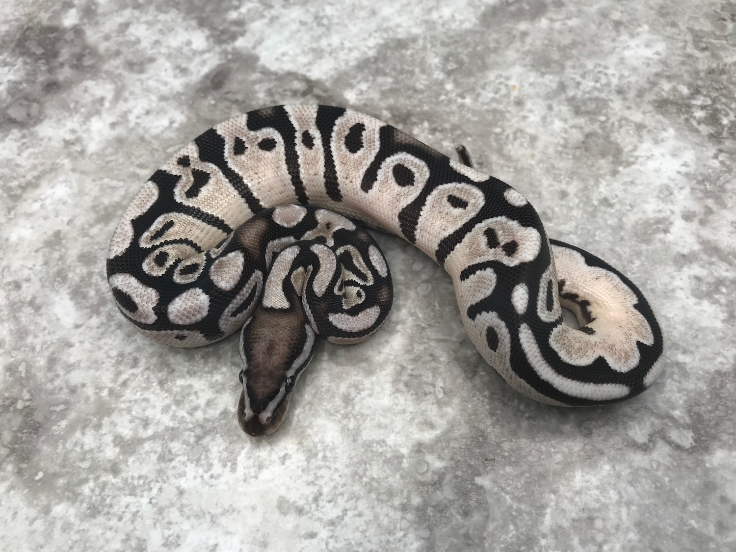 Orange Dream Vanilla TSK Axanthic Ball Python by TallGrass Reptiles ...