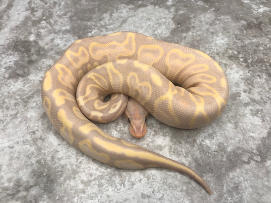GHI Leopard Super Banana Ball Python by TallGrass Reptiles