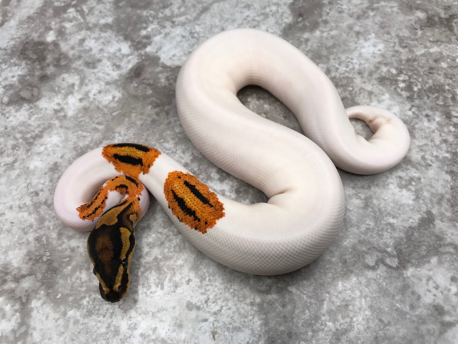 Orange Dream Yellow Belly Pied Ball Python by TallGrass Reptiles ...
