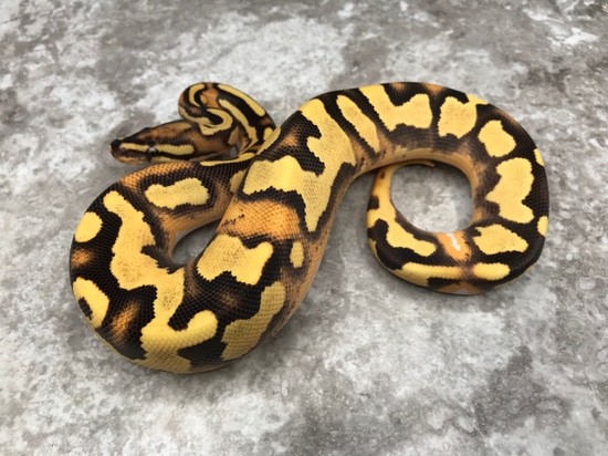Orange Dream Fire Enchi Yellow Belly Het Pied Ball Python by TallGrass ...
