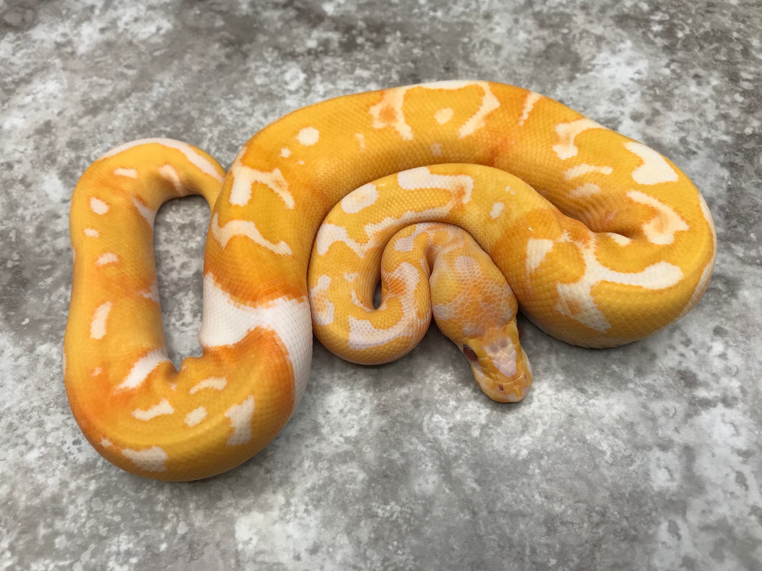 Lavender Clown Pied Ball Python by TallGrass Reptiles - MorphMarket