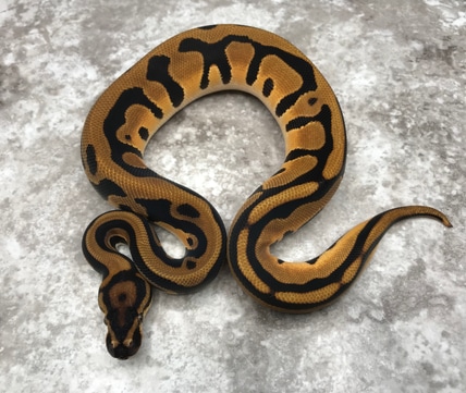 Leopard Yellow Belly Desert Ghost Het Clown OR Het Cryptic Ball Python ...