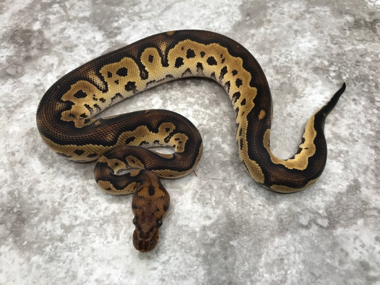 Black Head Clown Ball Python by TallGrass Reptiles