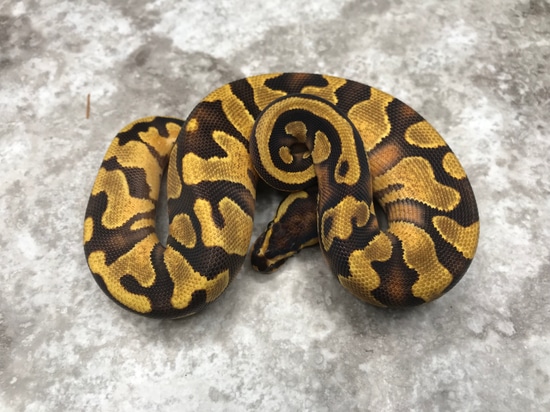 Enchi Yellow Belly Fire Het Pied Ball Python by TallGrass Reptiles