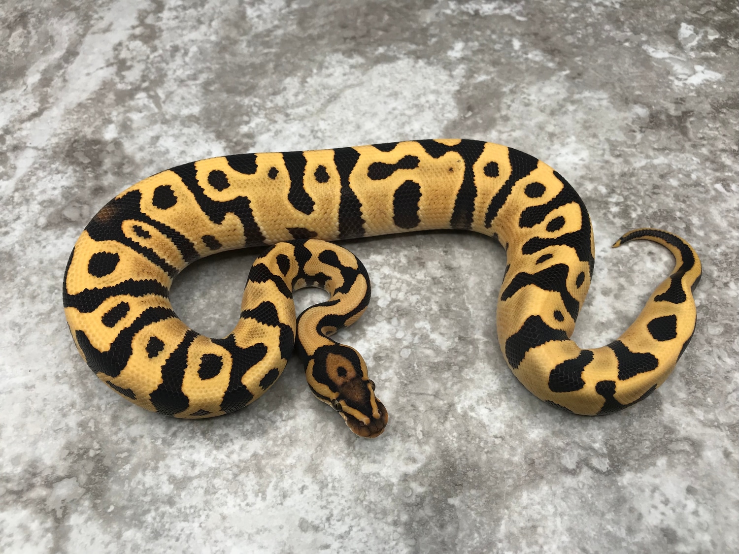 Leopard Yellow Belly Desert Ghost Het Clown OR Cryptic Ball Python by ...