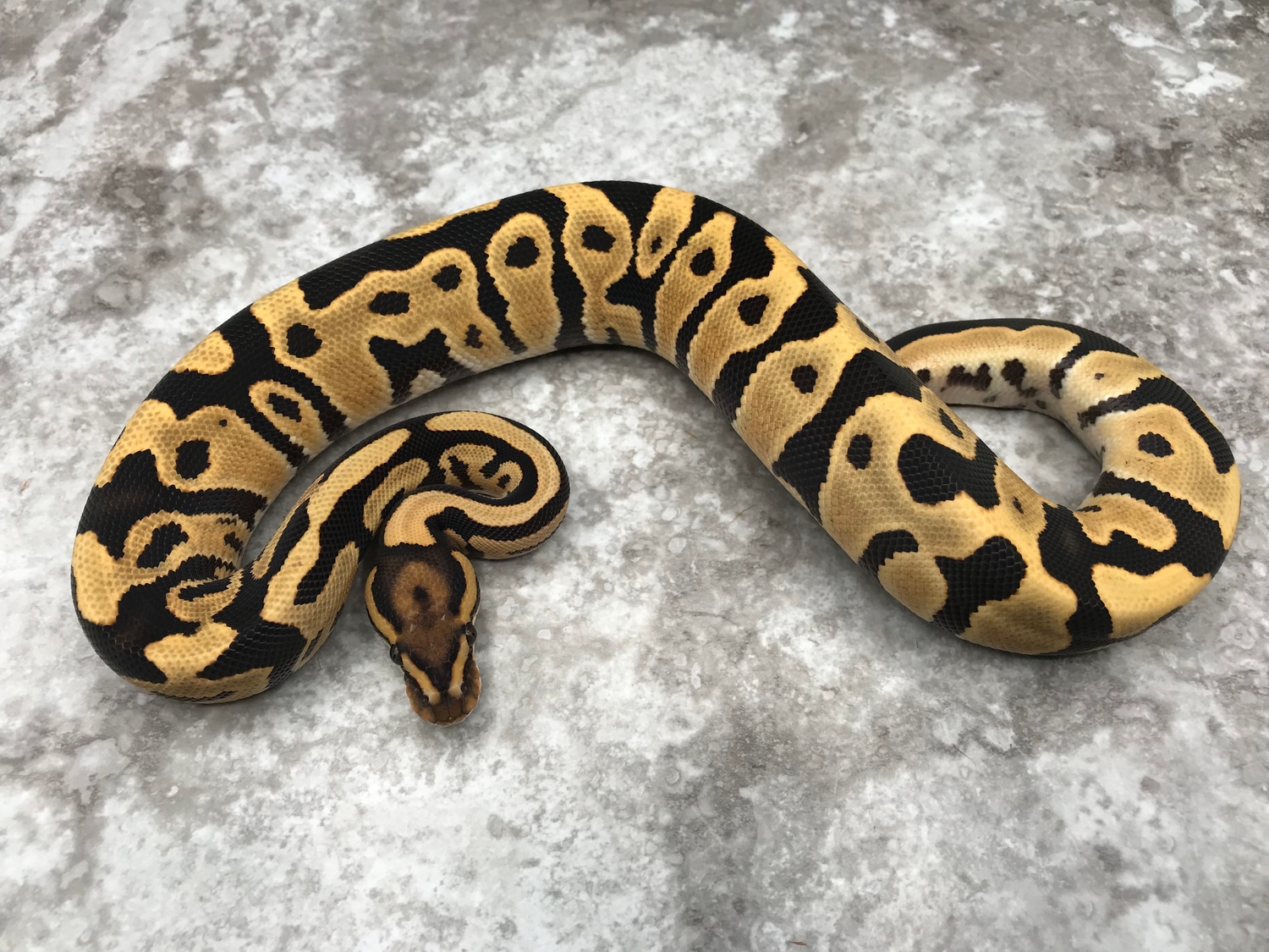 Leopard Desert Ghost Het Clown OR Cryptic Ball Python by TallGrass ...
