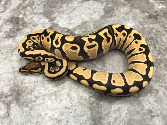 Yellow Belly Desert Ghost Het Clown OR Het Cryptic Ball Python by ...