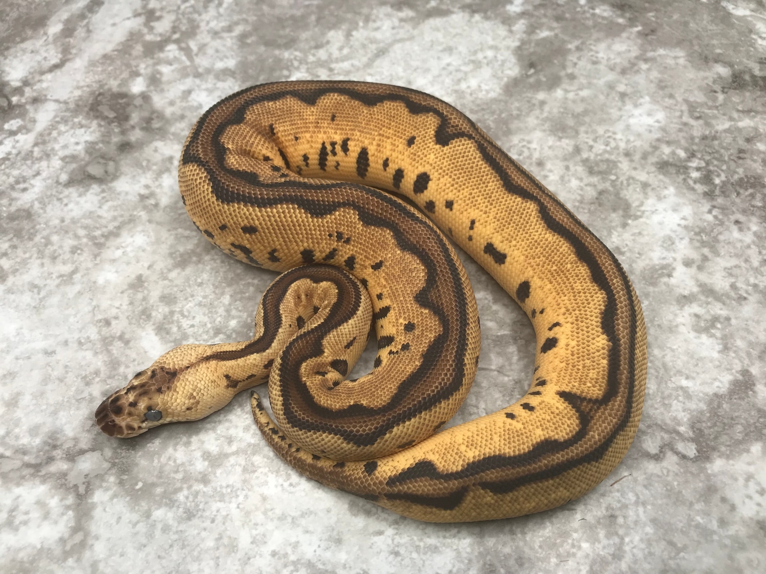Pastel Leopard Clown Ball Python by TallGrass Reptiles - MorphMarket