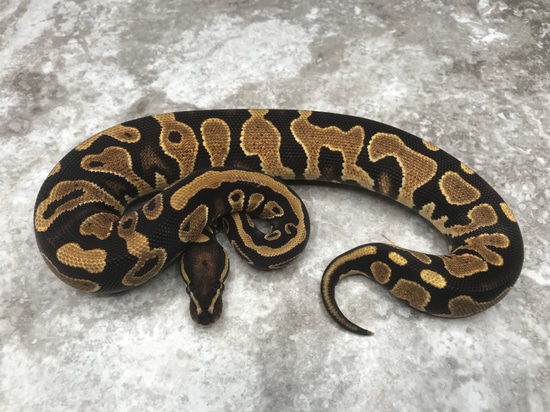 Asphalt Het Pied 50% Het Ultramel Ball Python by TallGrass Reptiles