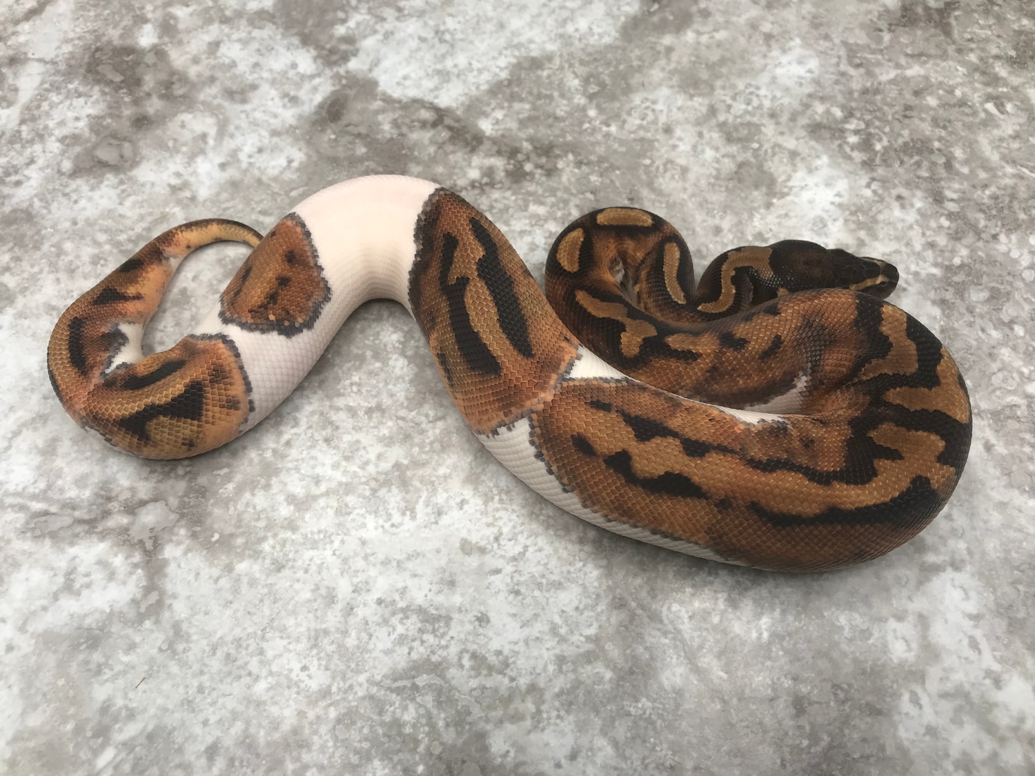 Pied 50% Pos Het Ultramel Ball Python by TallGrass Reptiles - MorphMarket