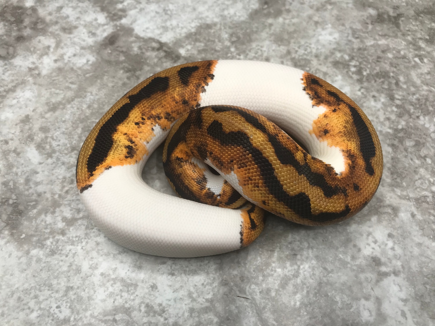 Asphalt Pied 50% Pos Het Ultramel Ball Python by TallGrass Reptiles ...
