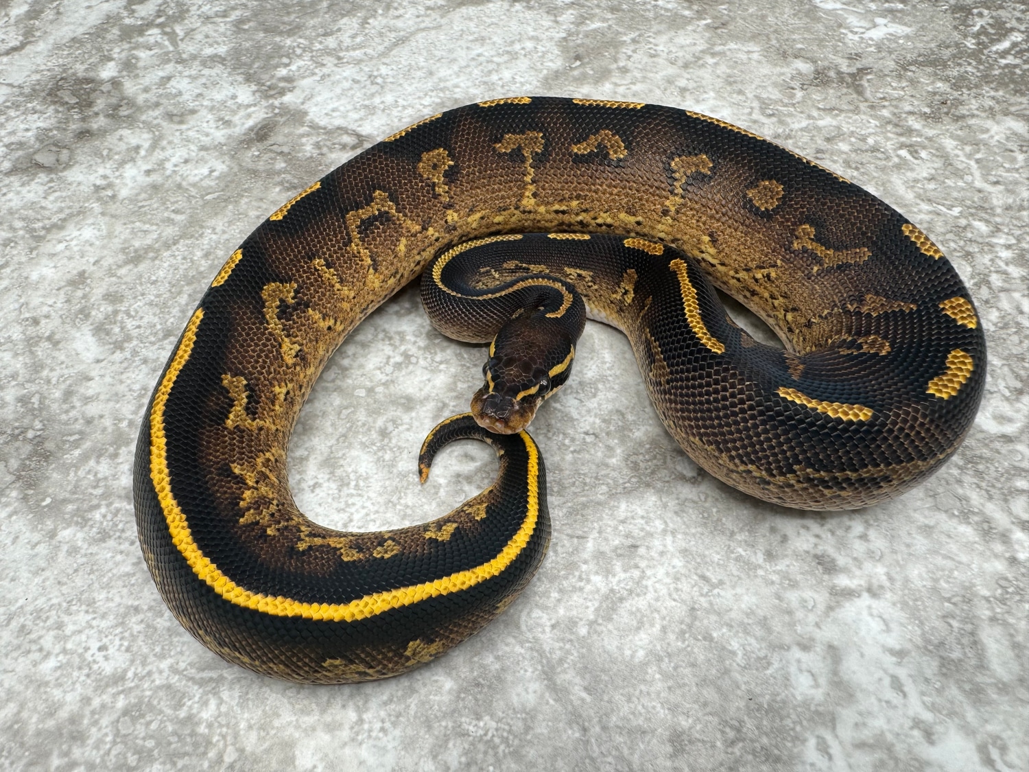 Super Asphalt Black Head Ball Python by TallGrass Reptiles - MorphMarket