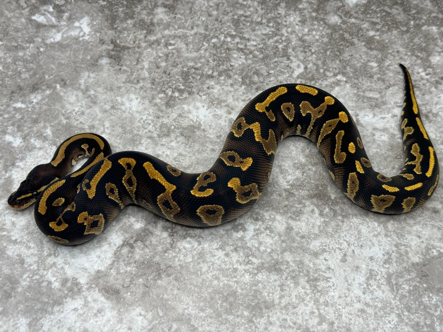 Black Head Yellow Belly Het Clown Ball Python by TallGrass Reptiles ...