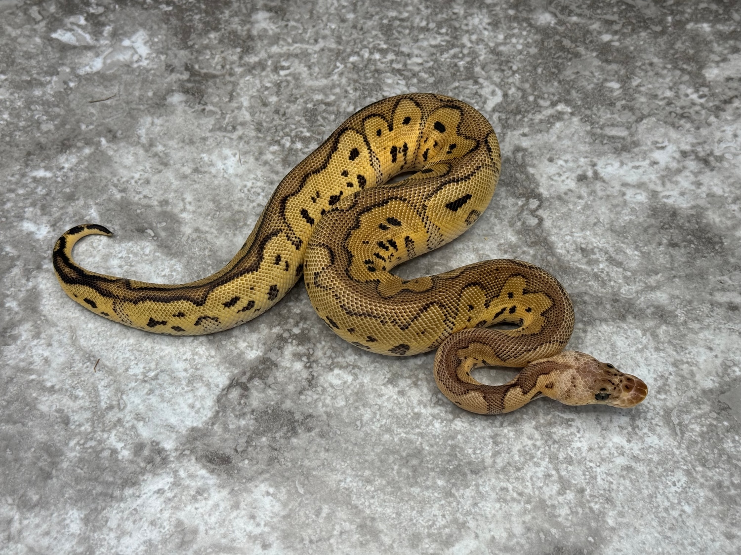 Pastel Red Stripe Clown Ball Python by TallGrass Reptiles - MorphMarket